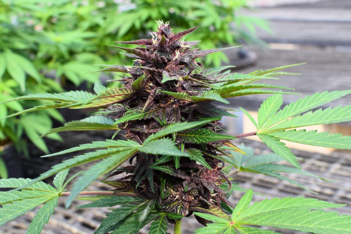Strain Selection Guide - Triangle Hemp